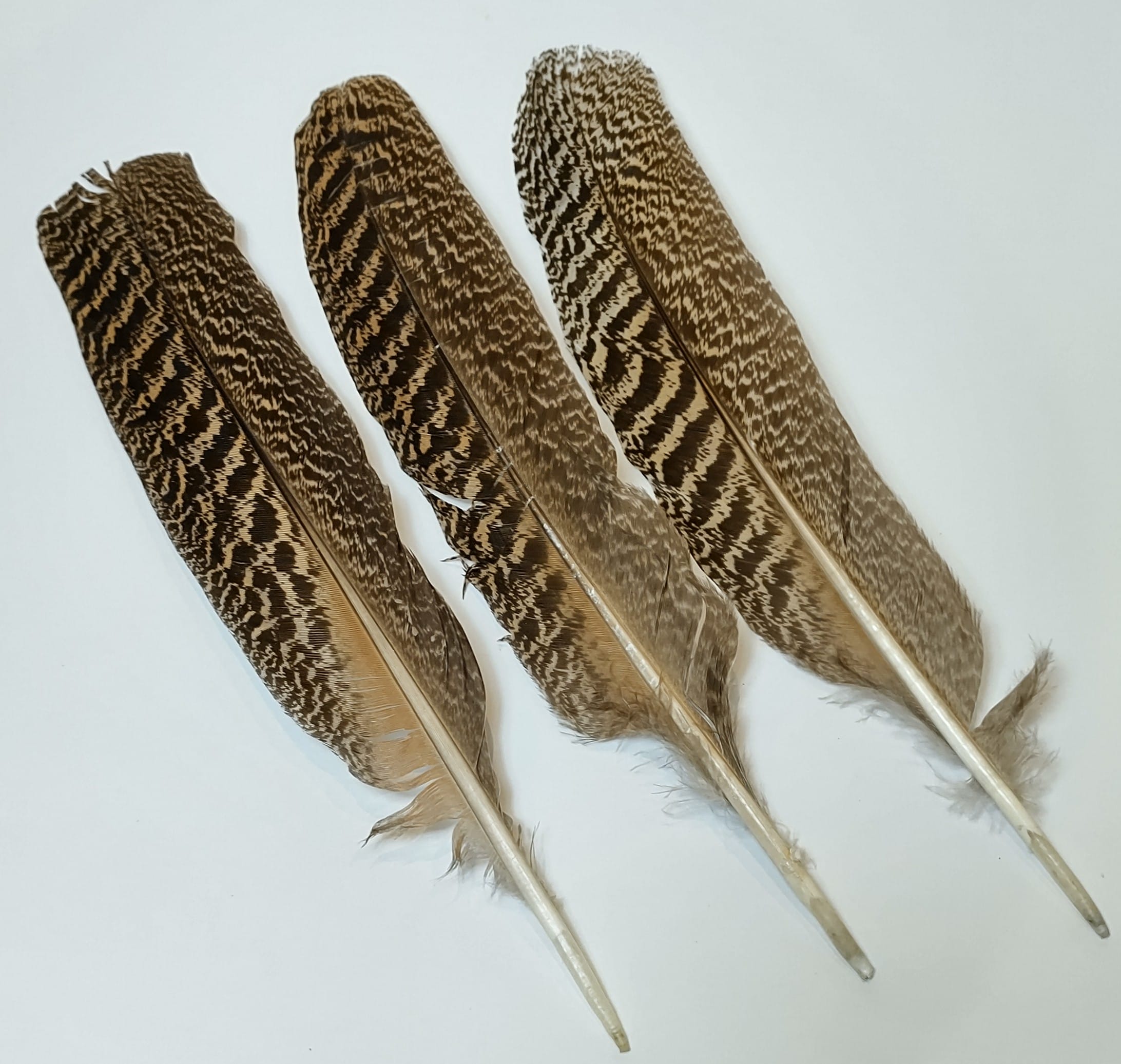 Turkey Feathers: Smudging Feather (Approx. 30x6cm) - Qi Crystals